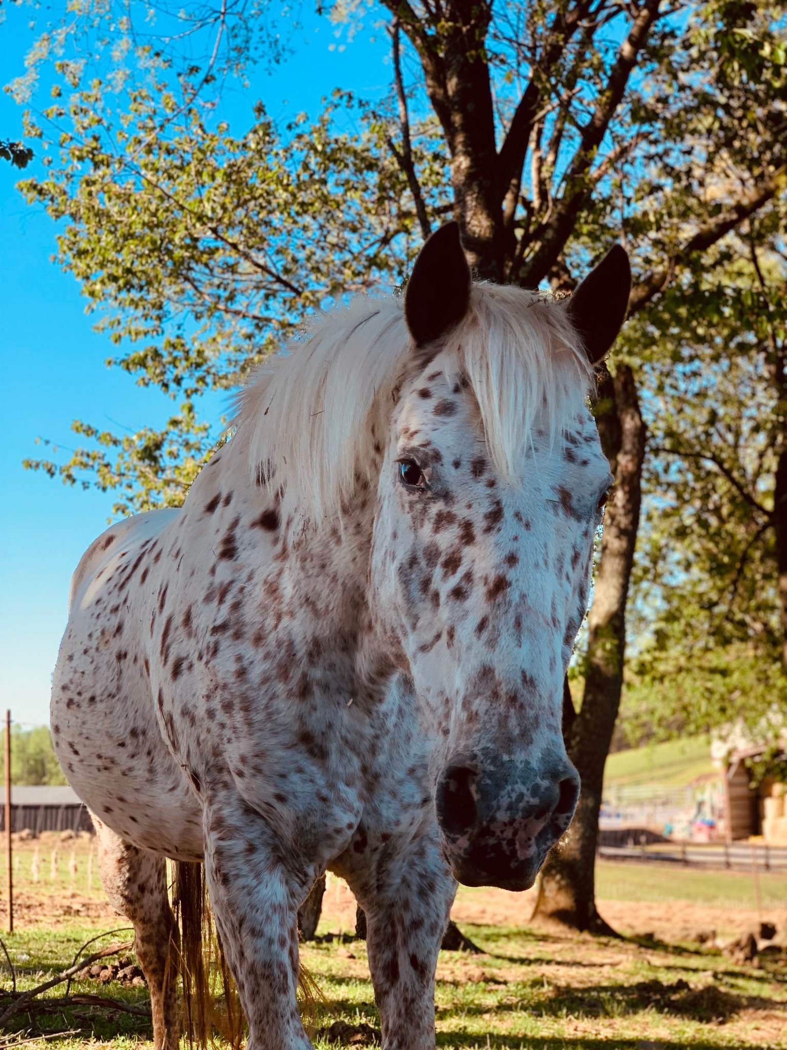 Meet the Lesson Horses – High Ridge Farm