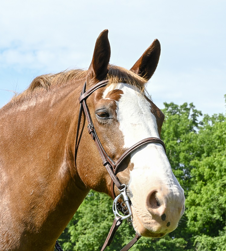 Meet the Lesson Horses – High Ridge Farm