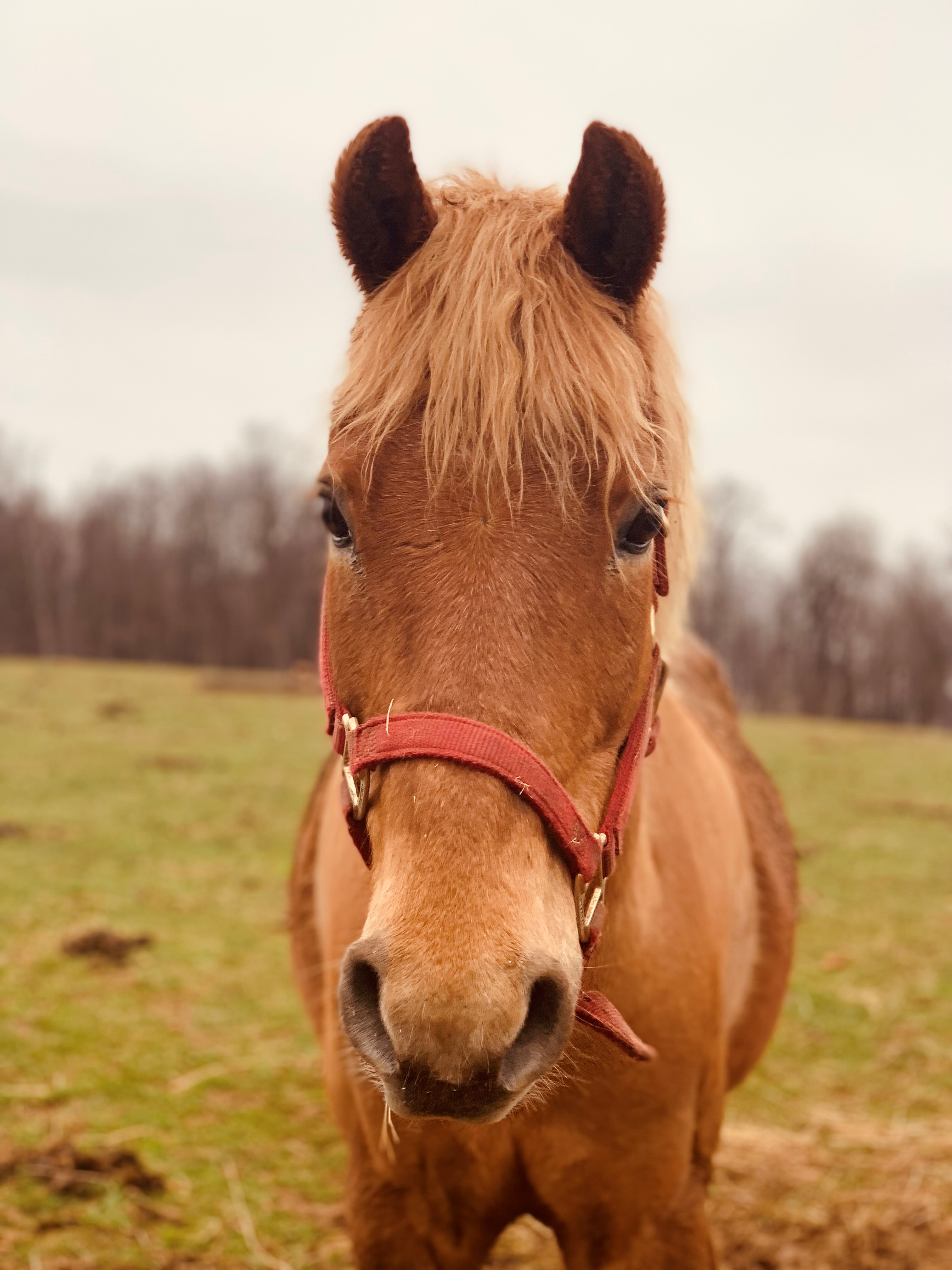 Meet the Lesson Horses – High Ridge Farm