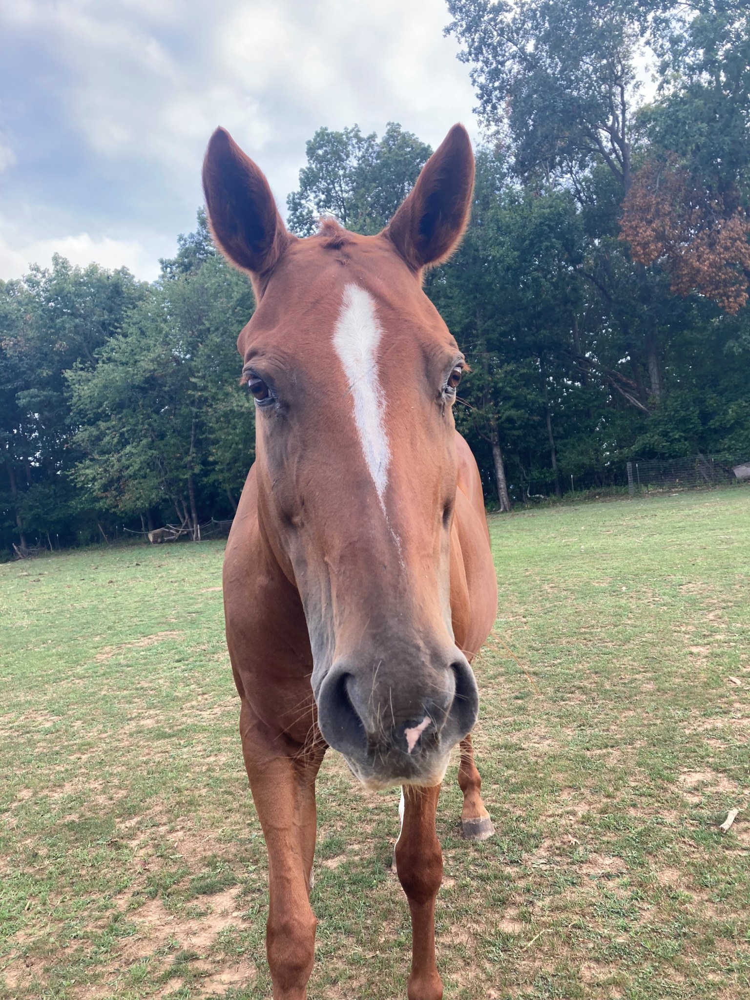 Meet the Lesson Horses – High Ridge Farm
