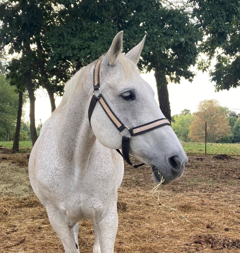 Meet the Lesson Horses – High Ridge Farm