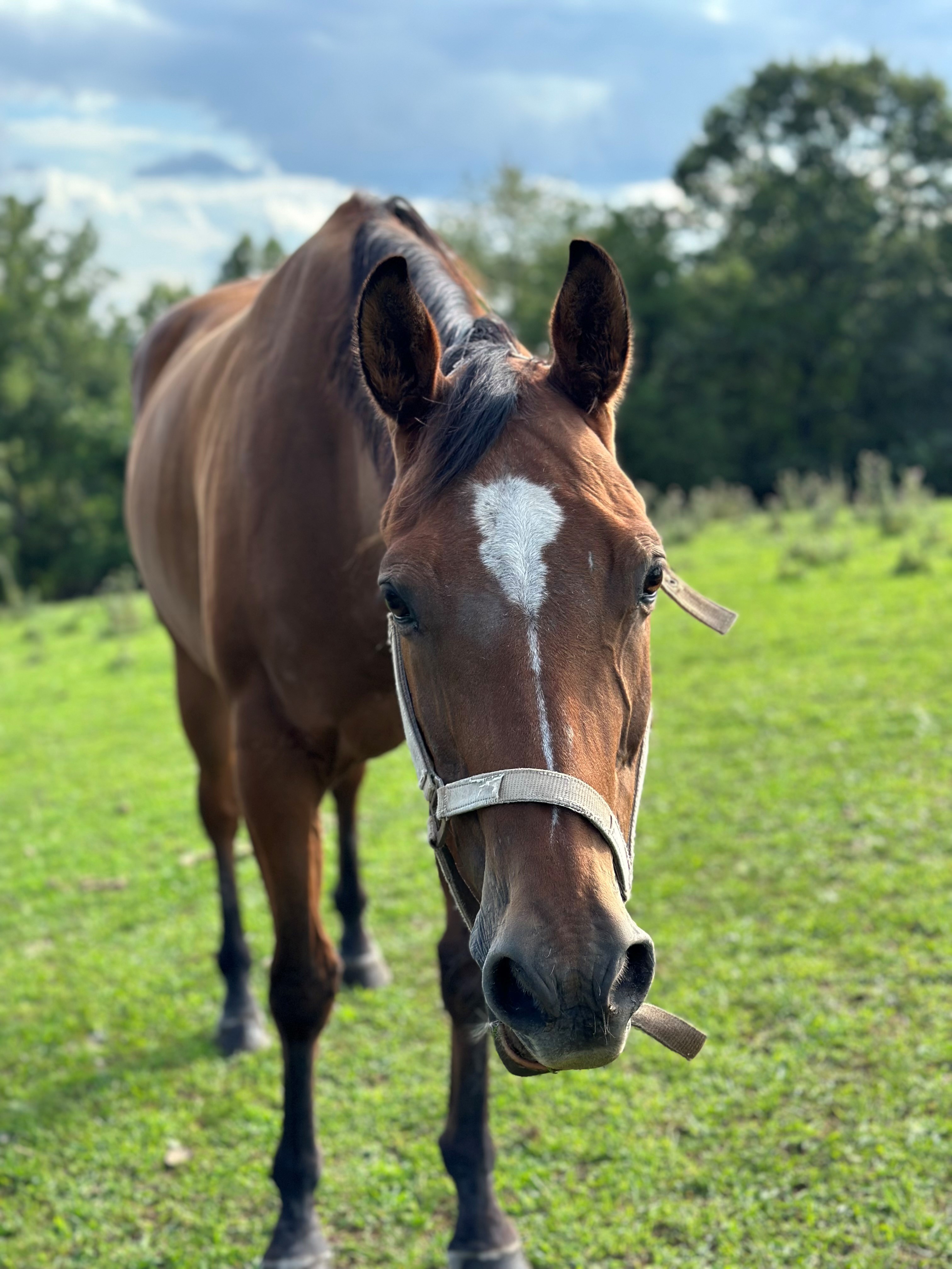 Meet the Lesson Horses – High Ridge Farm